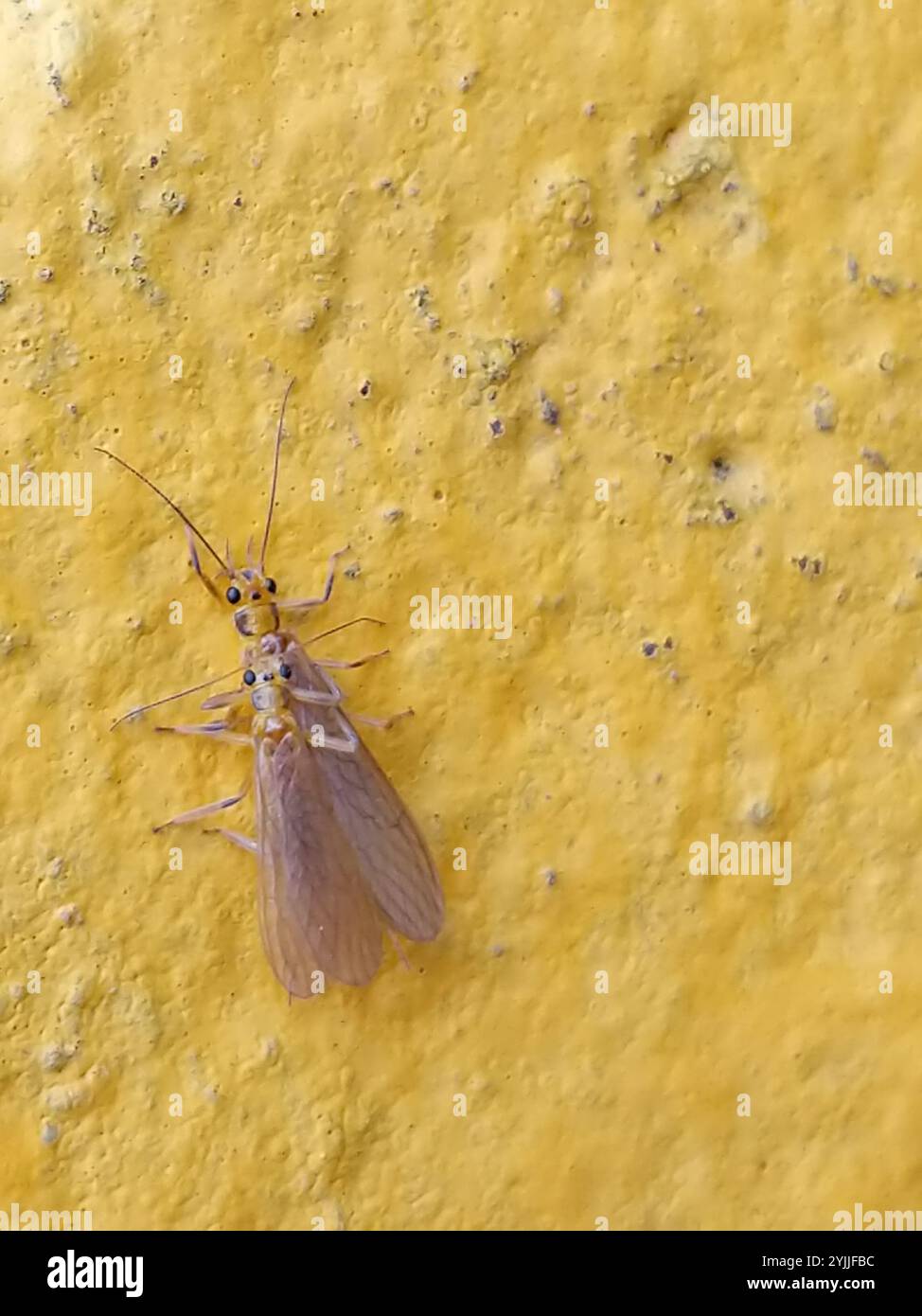 Common Stoneflies (Perlidae Stock Photo - Alamy