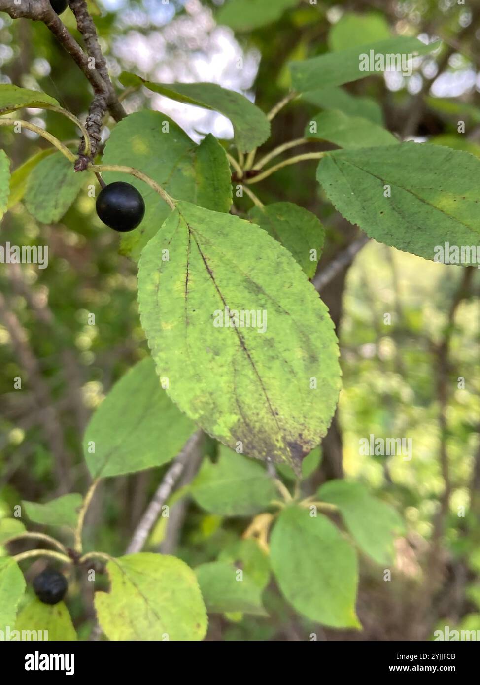 common buckthorn (Rhamnus cathartica Stock Photo - Alamy