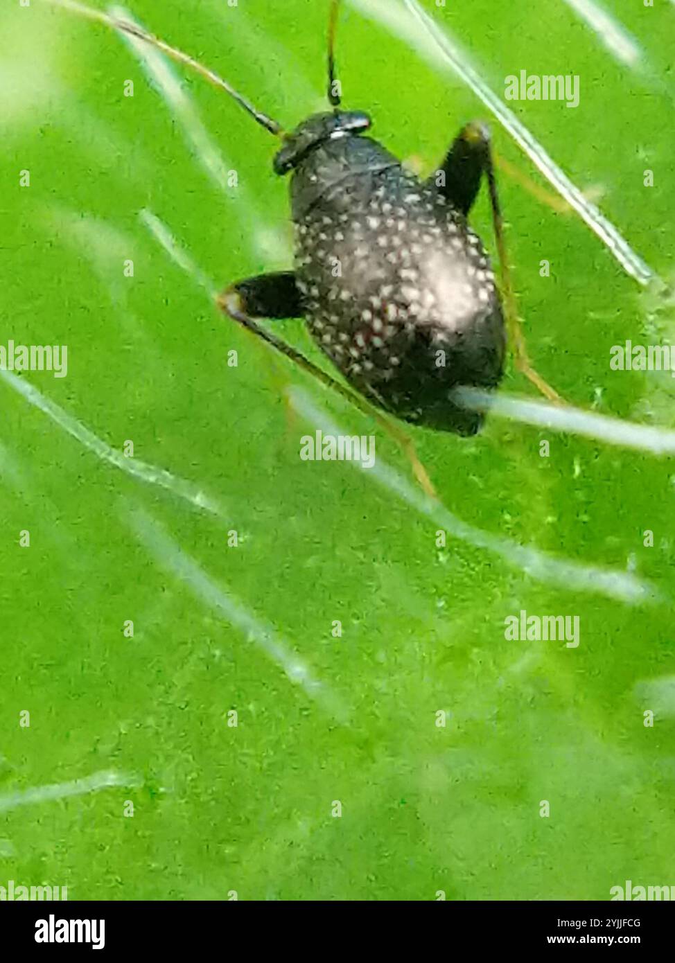 Garden Fleahopper (Microtechnites bractatus Stock Photo - Alamy