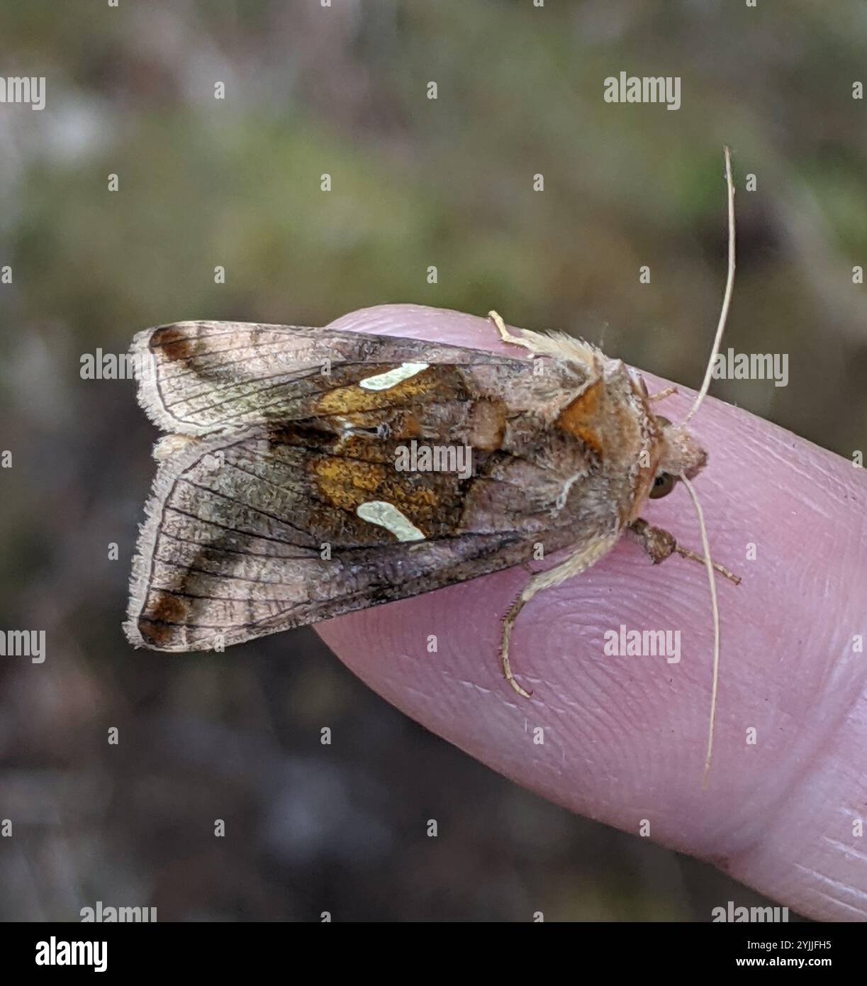 Shanded Gold Spot (Autographa metallica Stock Photo - Alamy
