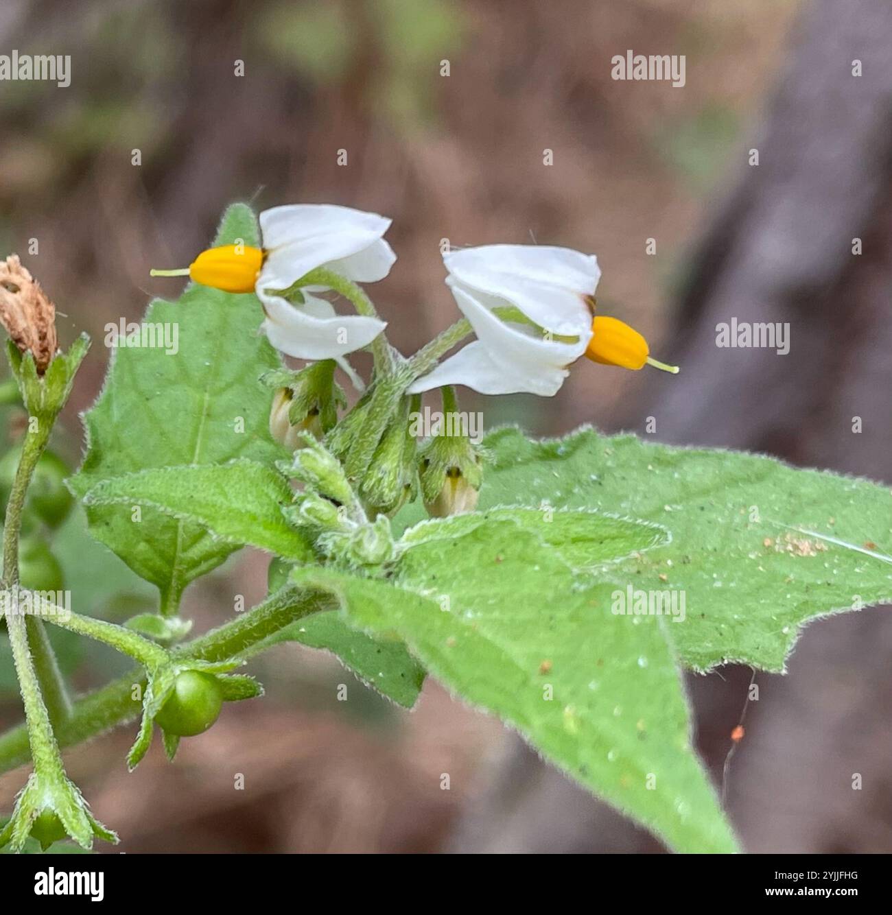 greenspot nightshade (Solanum douglasii Stock Photo - Alamy