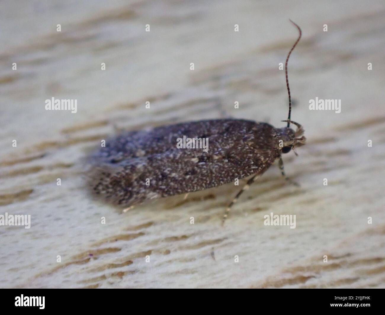 Bryotropha affinis hi-res stock photography and images - Alamy