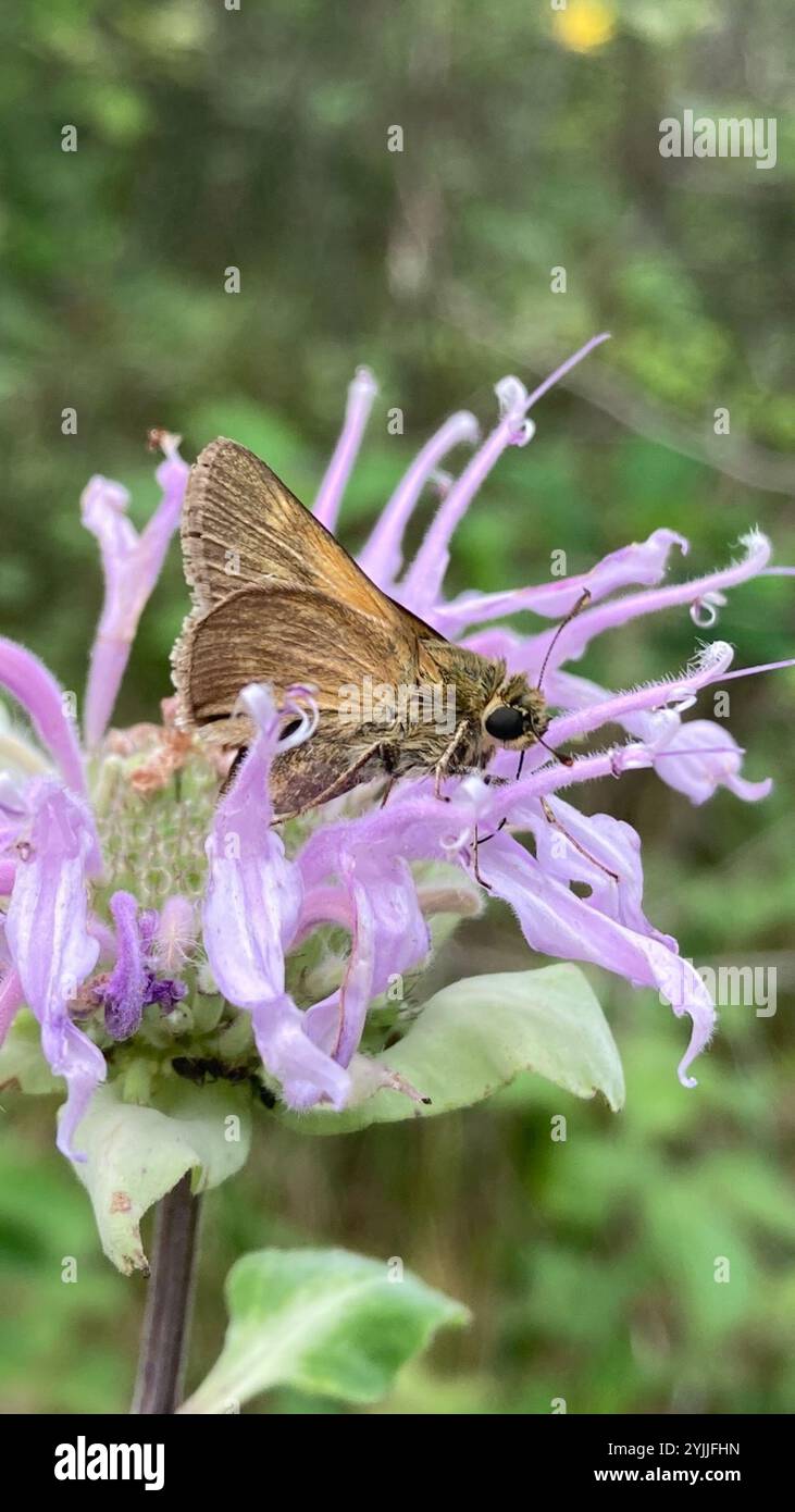 Crossline Skipper (Polites origenes Stock Photo - Alamy