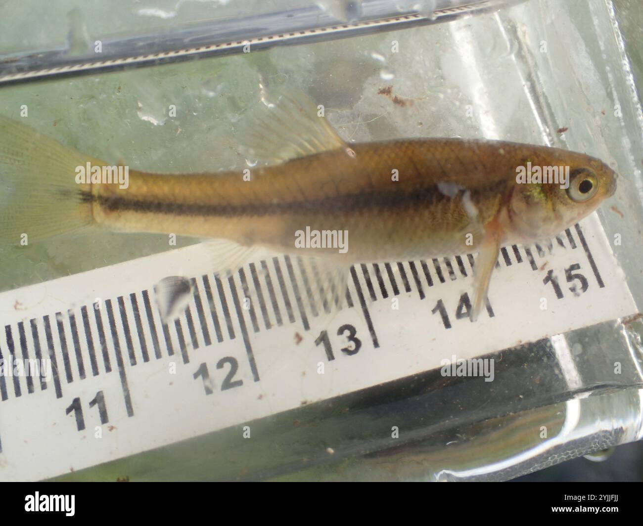 Fathead minnow hi-res stock photography and images - Alamy