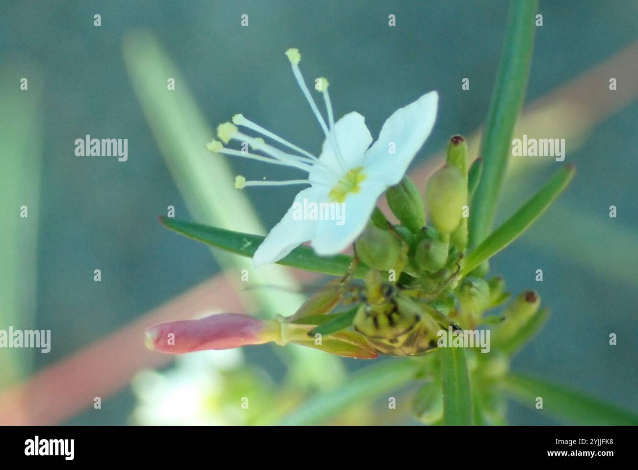 Diffuse Groundsmoke (Gayophytum diffusum Stock Photo - Alamy