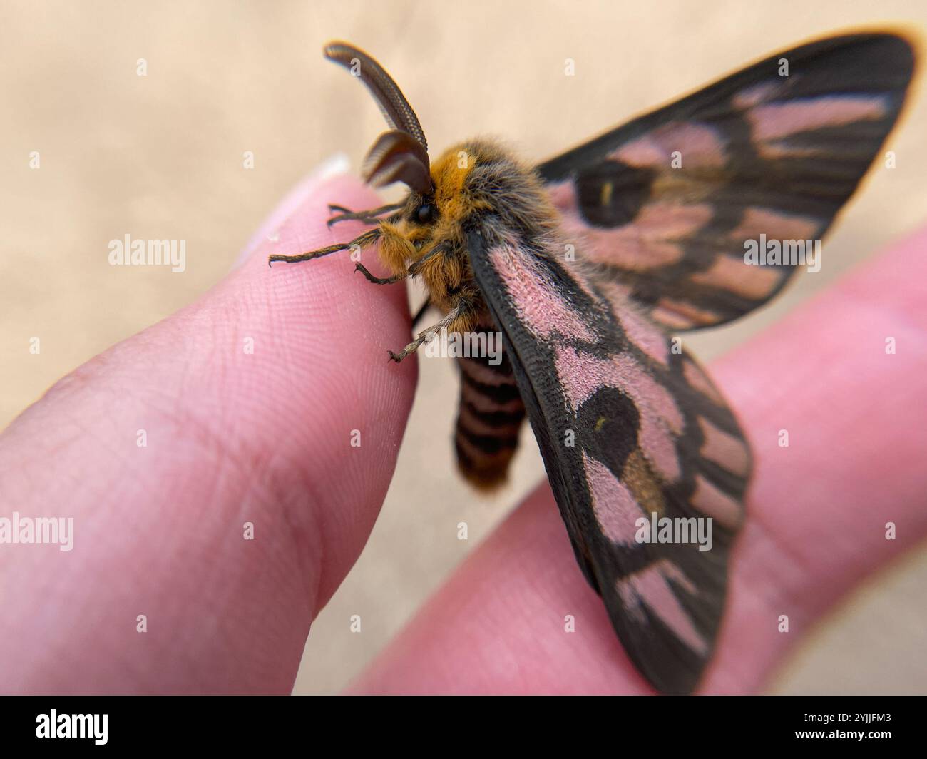 Sheep moth hi-res stock photography and images - Alamy