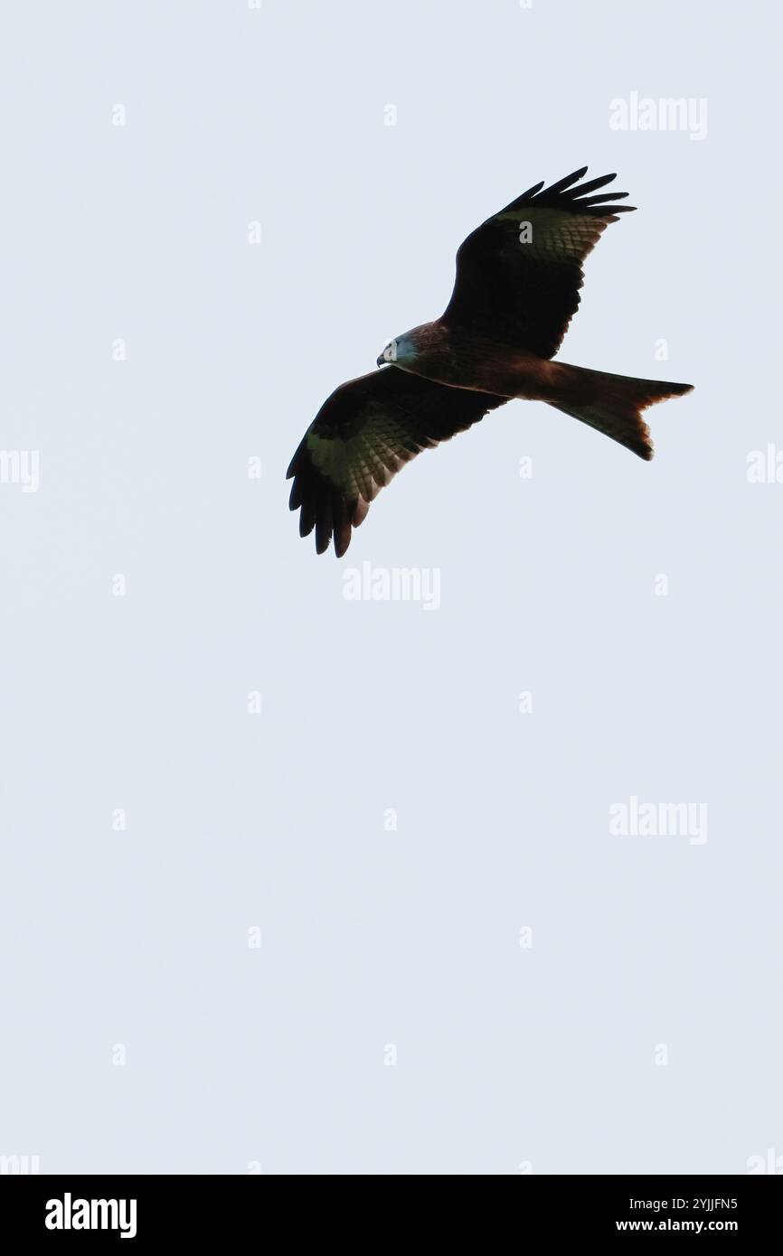 Red kite below hi-res stock photography and images - Alamy