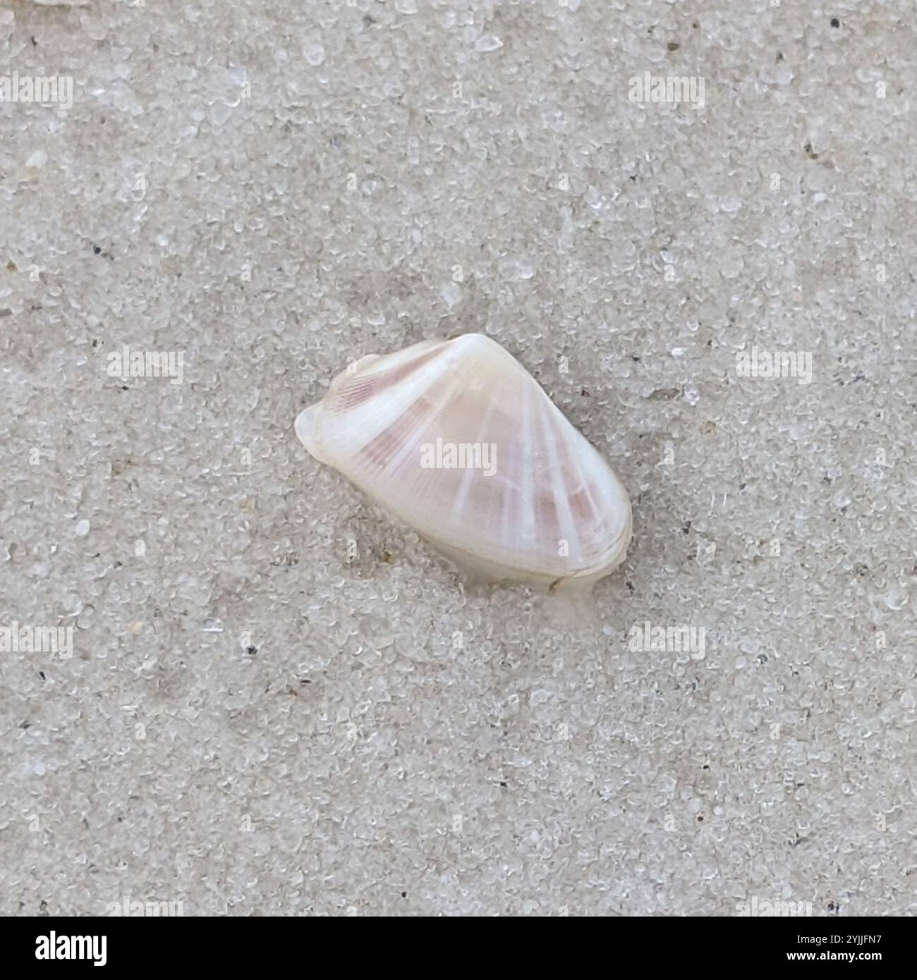 Coquina (Donax variabilis Stock Photo - Alamy