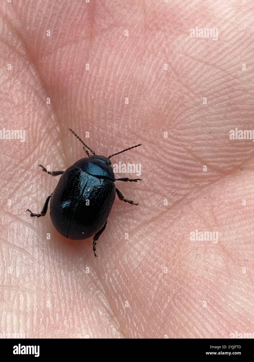 Plantain Leaf Beetle (Chrysolina haemoptera Stock Photo - Alamy