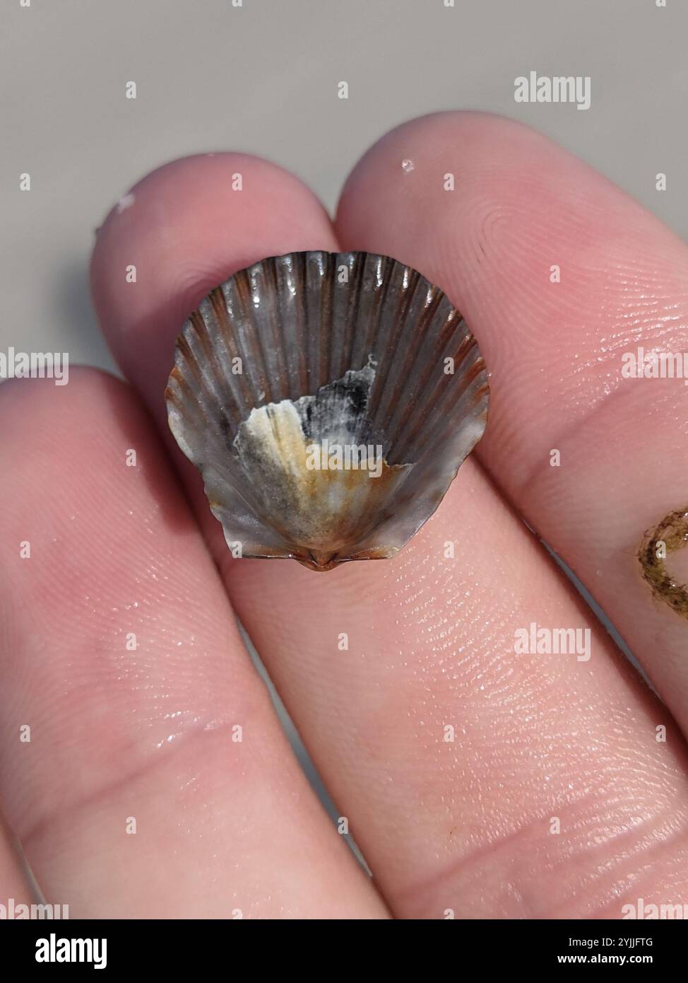 Argopecten hi-res stock photography and images - Alamy