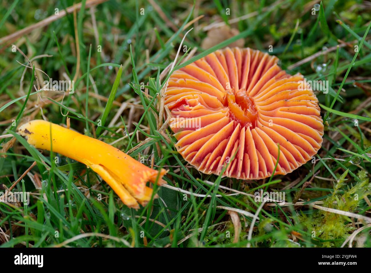 deep fungi gills orange yellow fungi large chunky exposed gills yellow ...