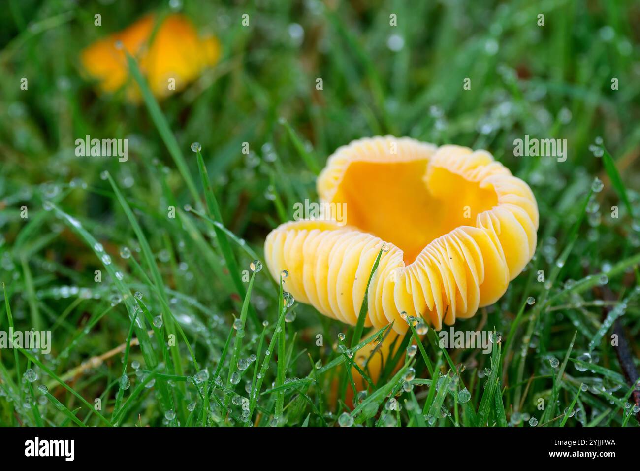 deep fungi gills orange yellow fungi large chunky exposed gills yellow ...