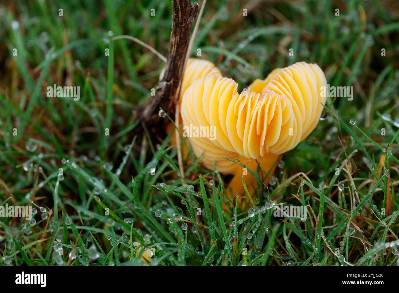 deep fungi gills orange yellow fungi large chunky exposed gills yellow ...