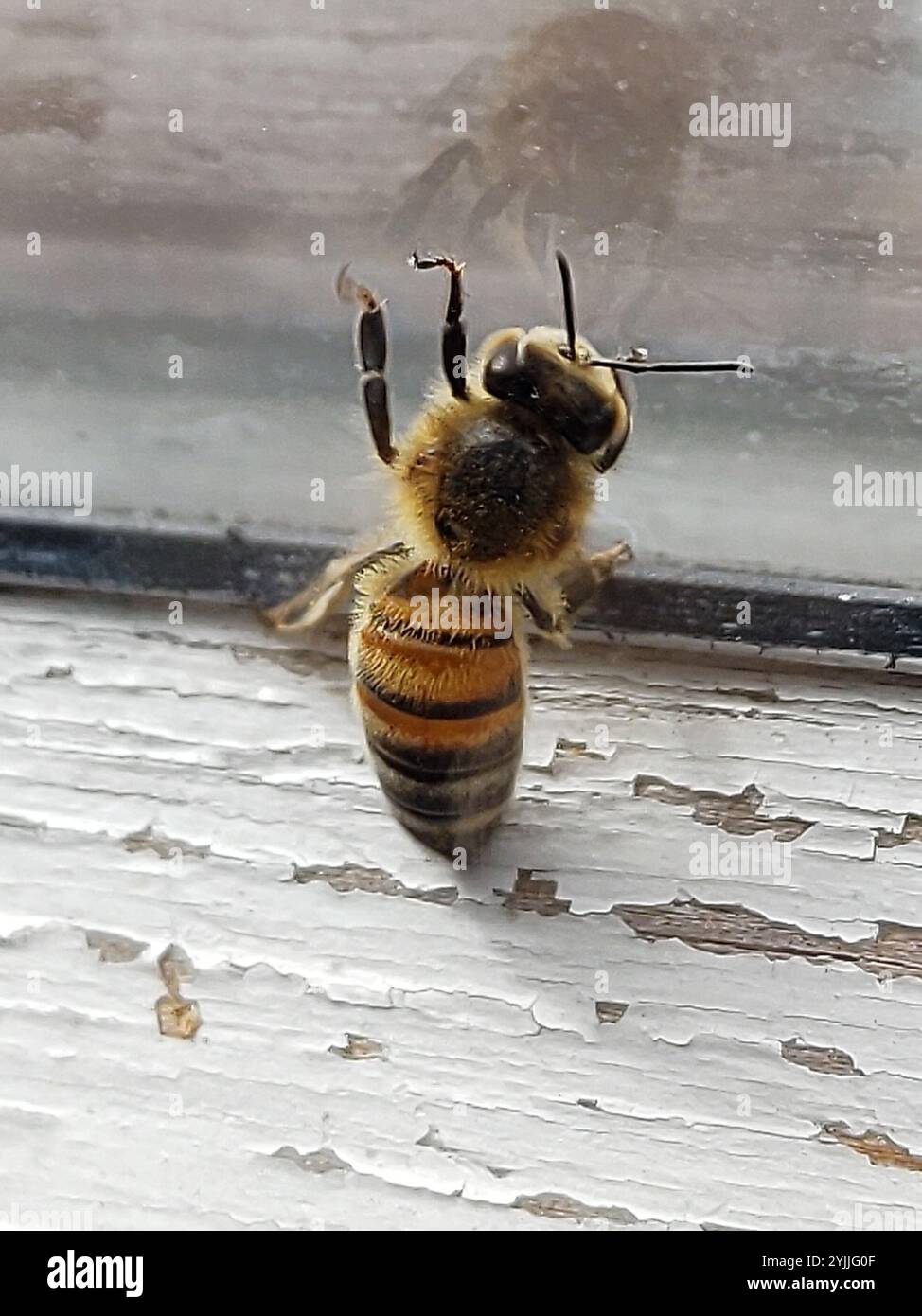 Western Honey Bee (Apis mellifera Stock Photo - Alamy