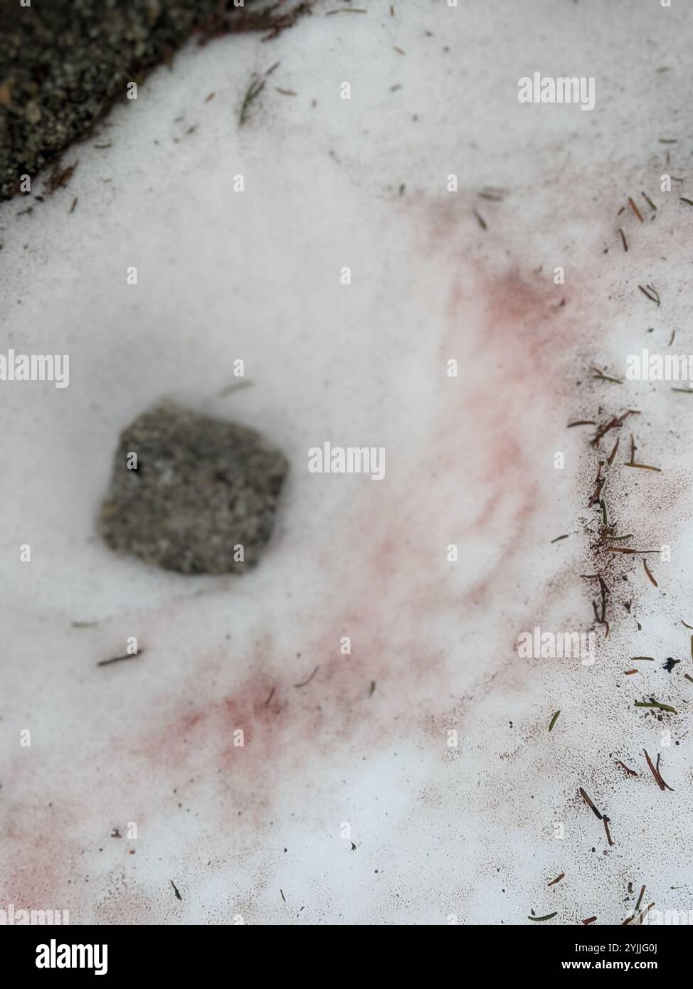 Chlamydomonas nivalis watermelon snow hi-res stock photography and ...