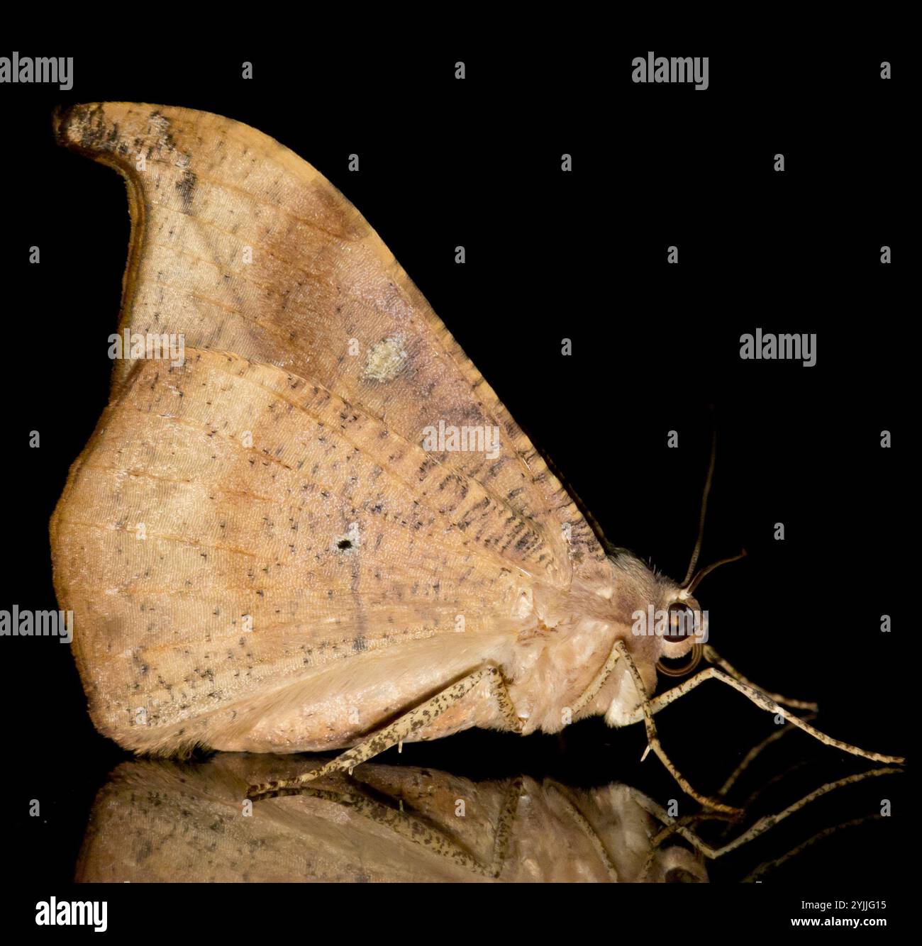 Geometer Moths (Geometridae Stock Photo - Alamy