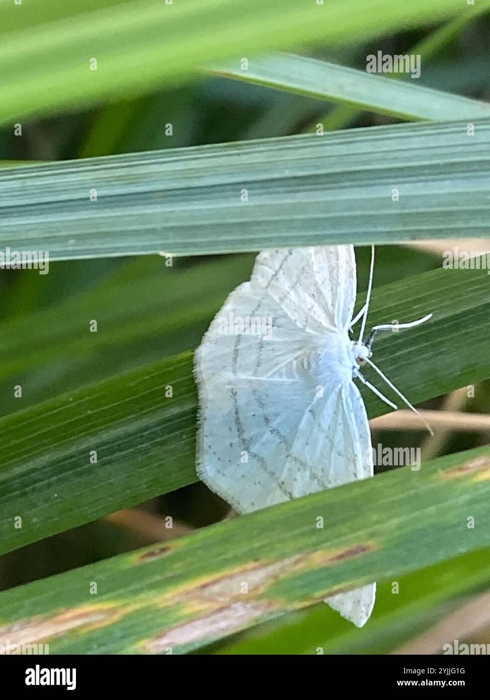 Common White Wave (Cabera pusaria Stock Photo - Alamy