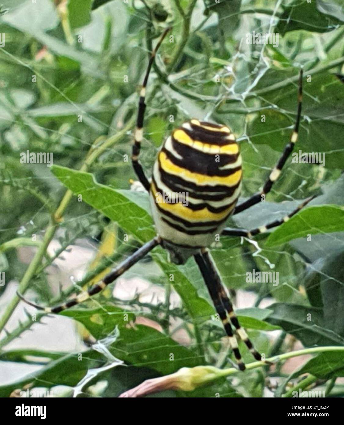 Wasp Spider (Argiope bruennichi Stock Photo - Alamy