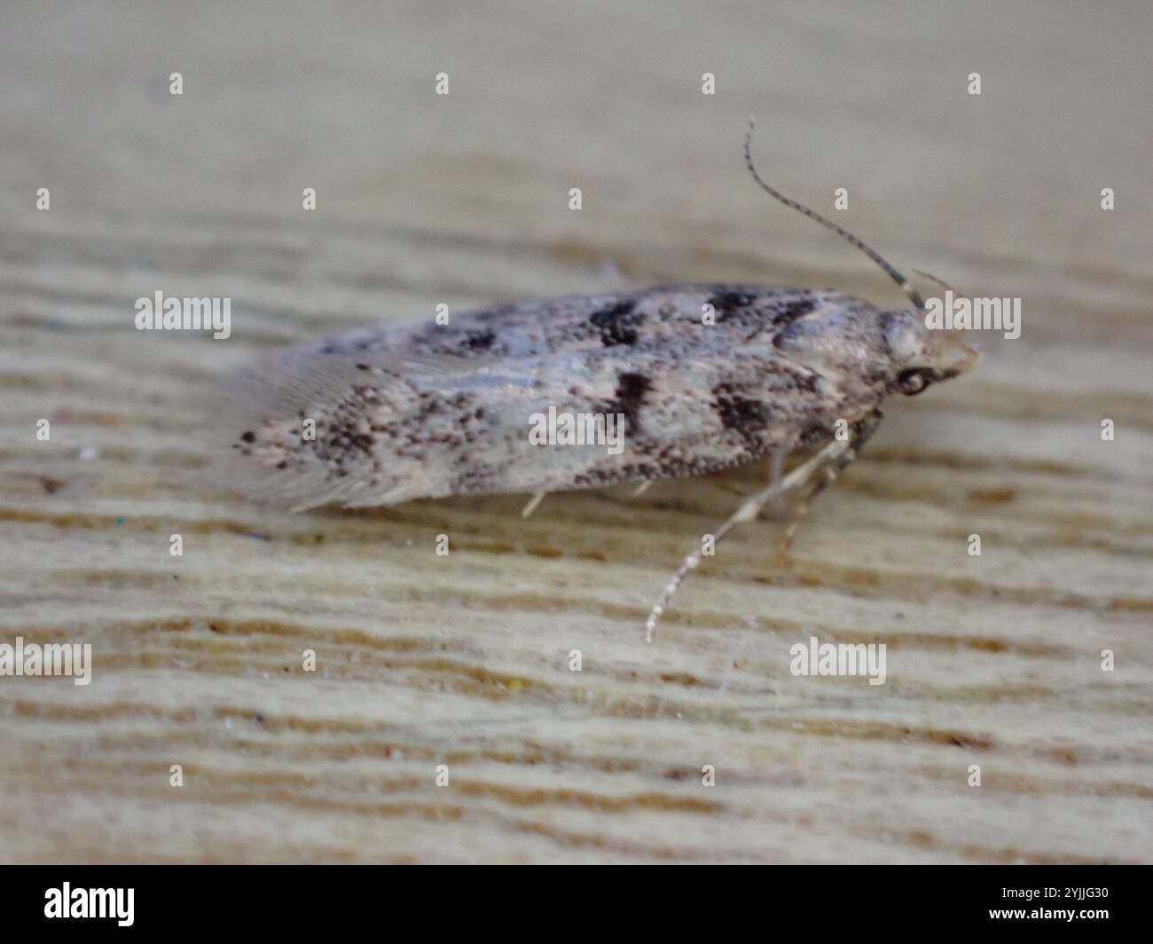 house neb (Bryotropha domestica Stock Photo - Alamy