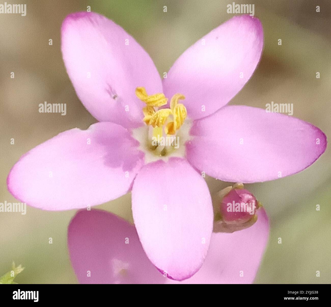 Common centaury (Centaurium erythraea Stock Photo - Alamy