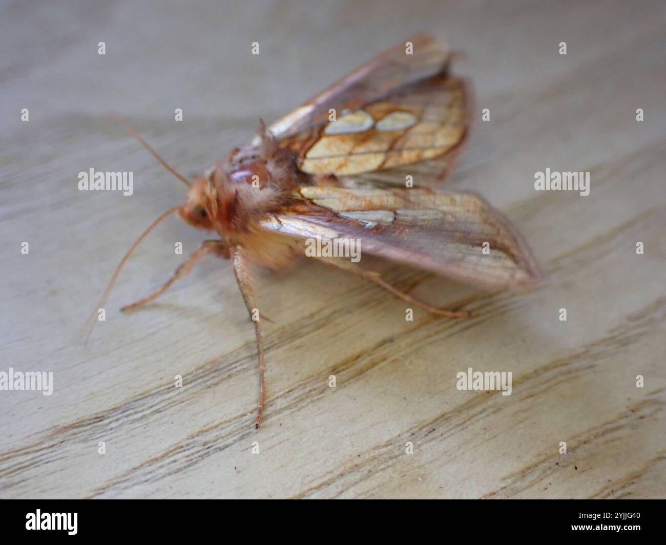 Plusia festucae hi-res stock photography and images - Alamy