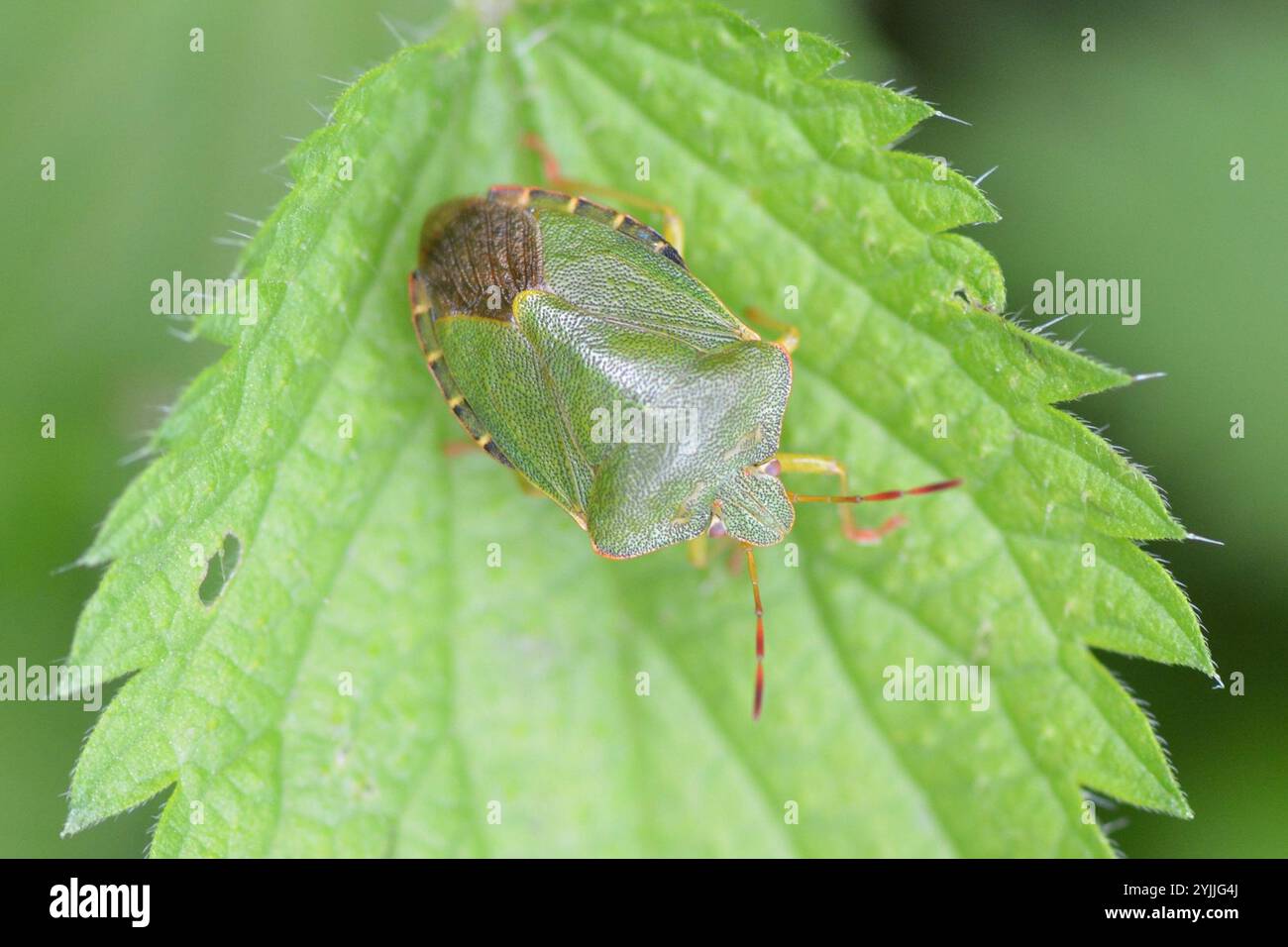 Green Shield Bug (Palomena prasina Stock Photo - Alamy