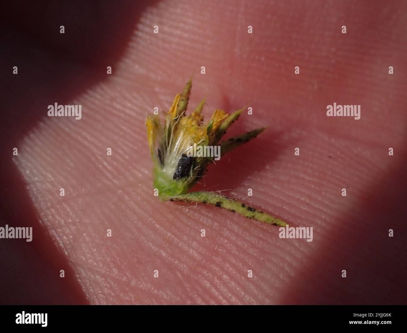pappose tarplant (Centromadia parryi parryi Stock Photo - Alamy