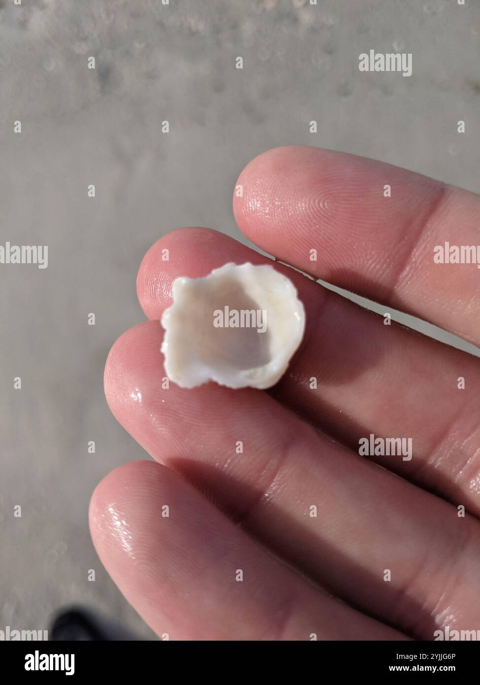 Spiny Jewel Box (Arcinella cornuta Stock Photo - Alamy