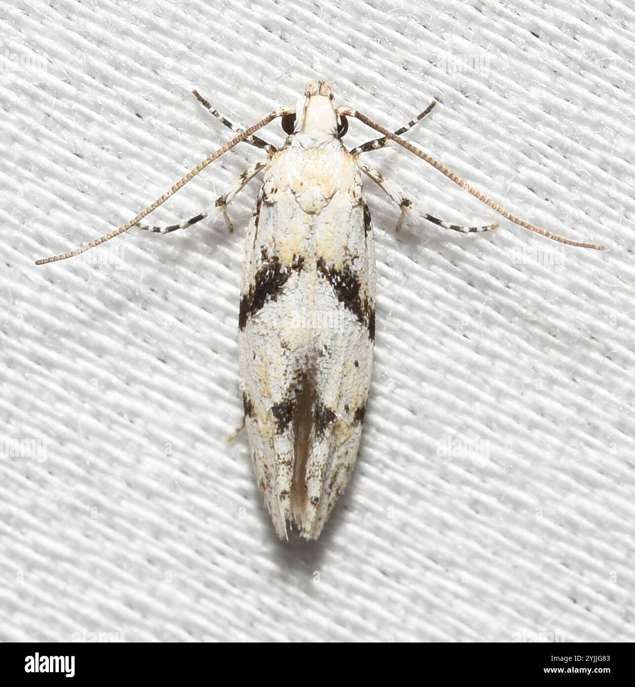 White Stripe-backed Moth (Arogalea cristifasciella Stock Photo - Alamy