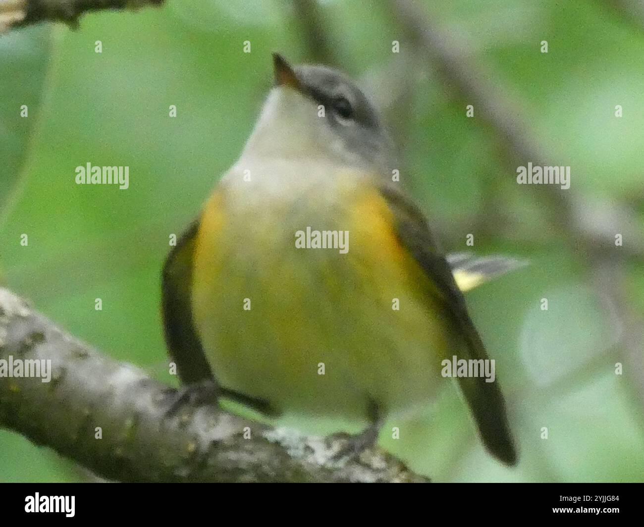 American Redstart (Setophaga ruticilla Stock Photo - Alamy