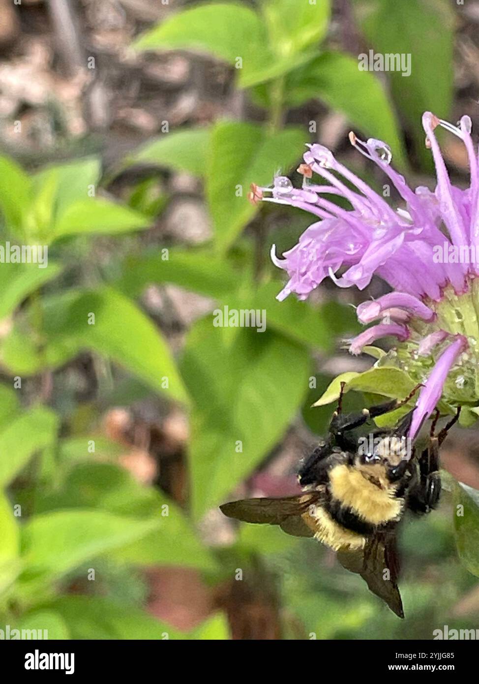 Northern Amber Bumble Bee (Bombus borealis Stock Photo - Alamy