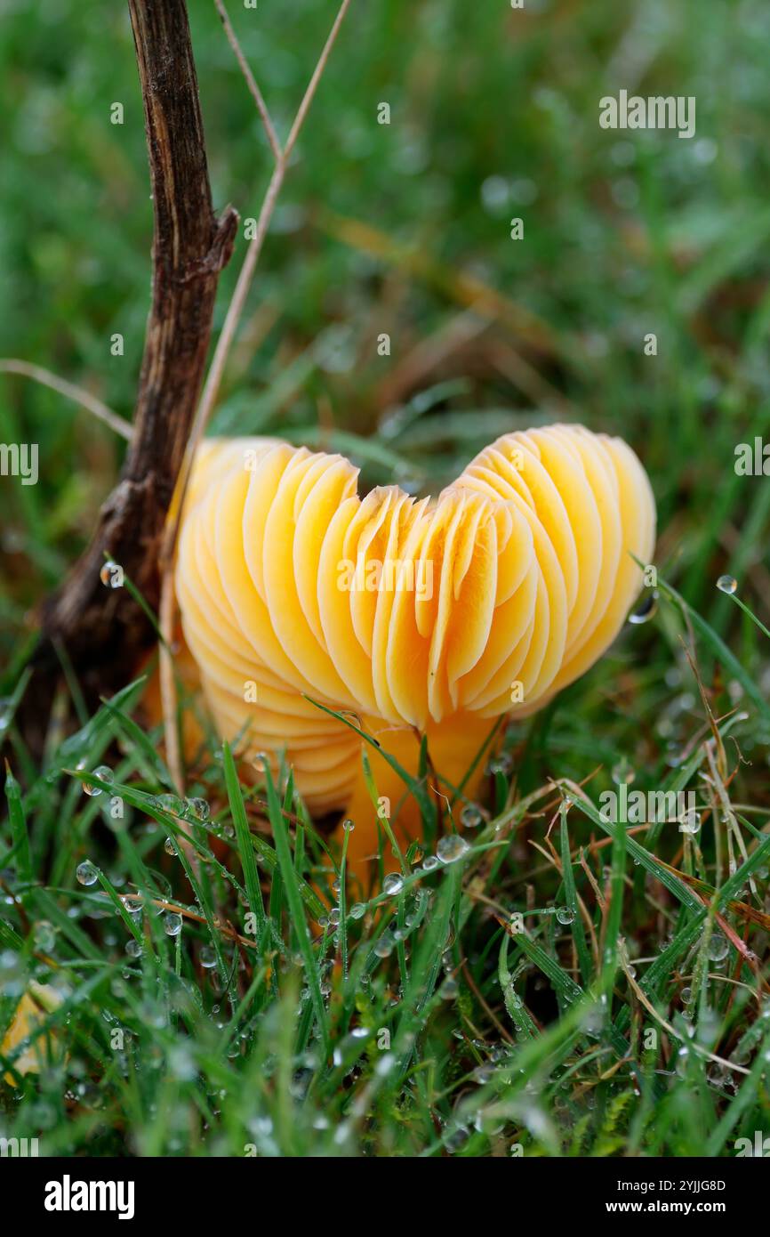 Chunky gills hi-res stock photography and images - Alamy
