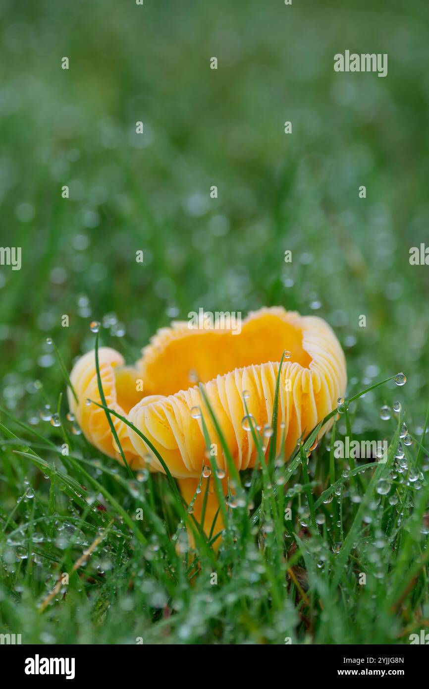 Orange gilled fungi on wet dewy grass raised exposed gills cup shaped ...