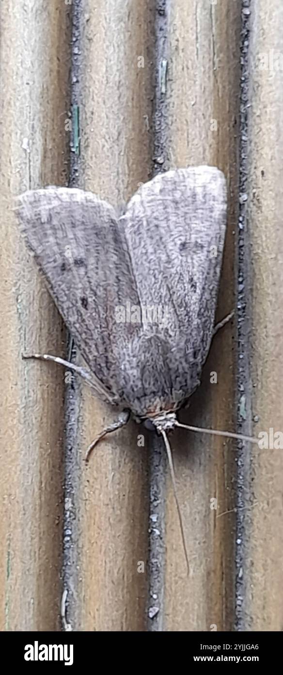 Mouse Moth (Amphipyra tragopoginis Stock Photo - Alamy