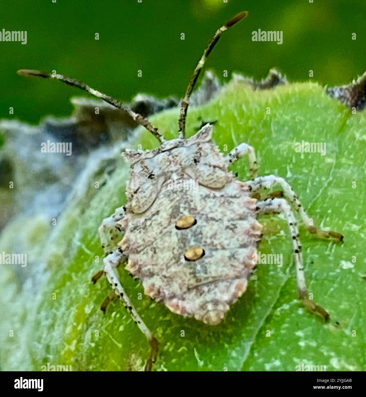 Horned Squash Bug (Anasa armigera Stock Photo - Alamy