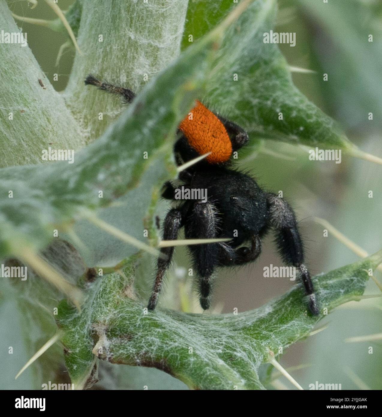 Desert Red Jumping Spider (Phidippus ardens Stock Photo - Alamy