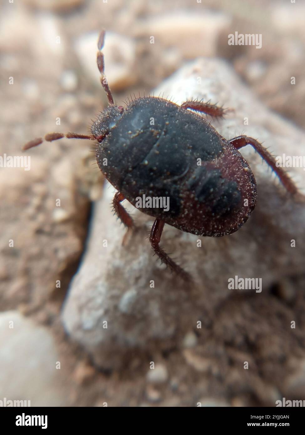 Black burrowing bug (Cydnus aterrimus Stock Photo - Alamy