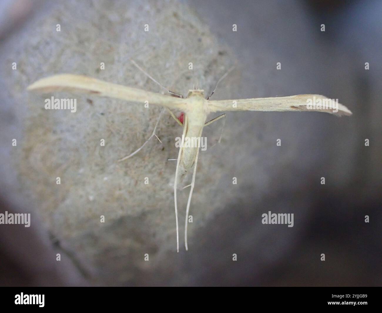 Hellinsia hi-res stock photography and images - Alamy