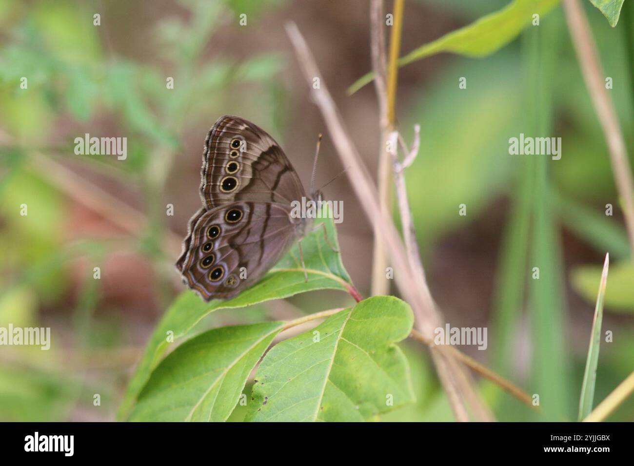 Northern Pearly-eye (Lethe anthedon Stock Photo - Alamy