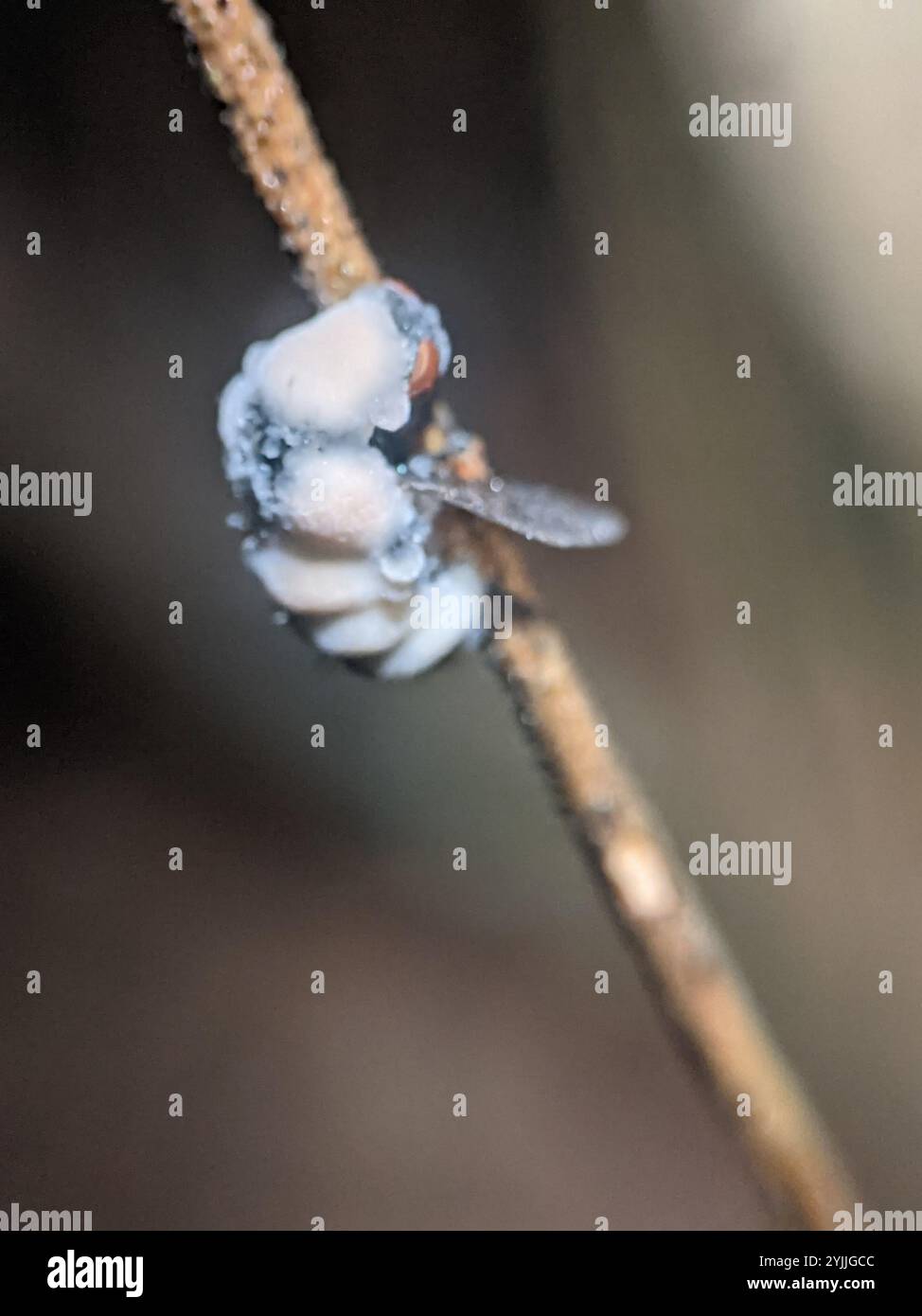 Fly Death Fungi (Entomophthora muscae Stock Photo - Alamy