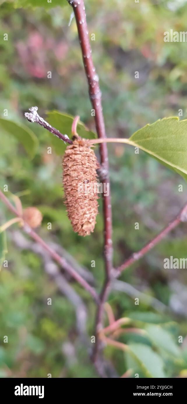 northern birch (Betula pubescens pumila Stock Photo - Alamy