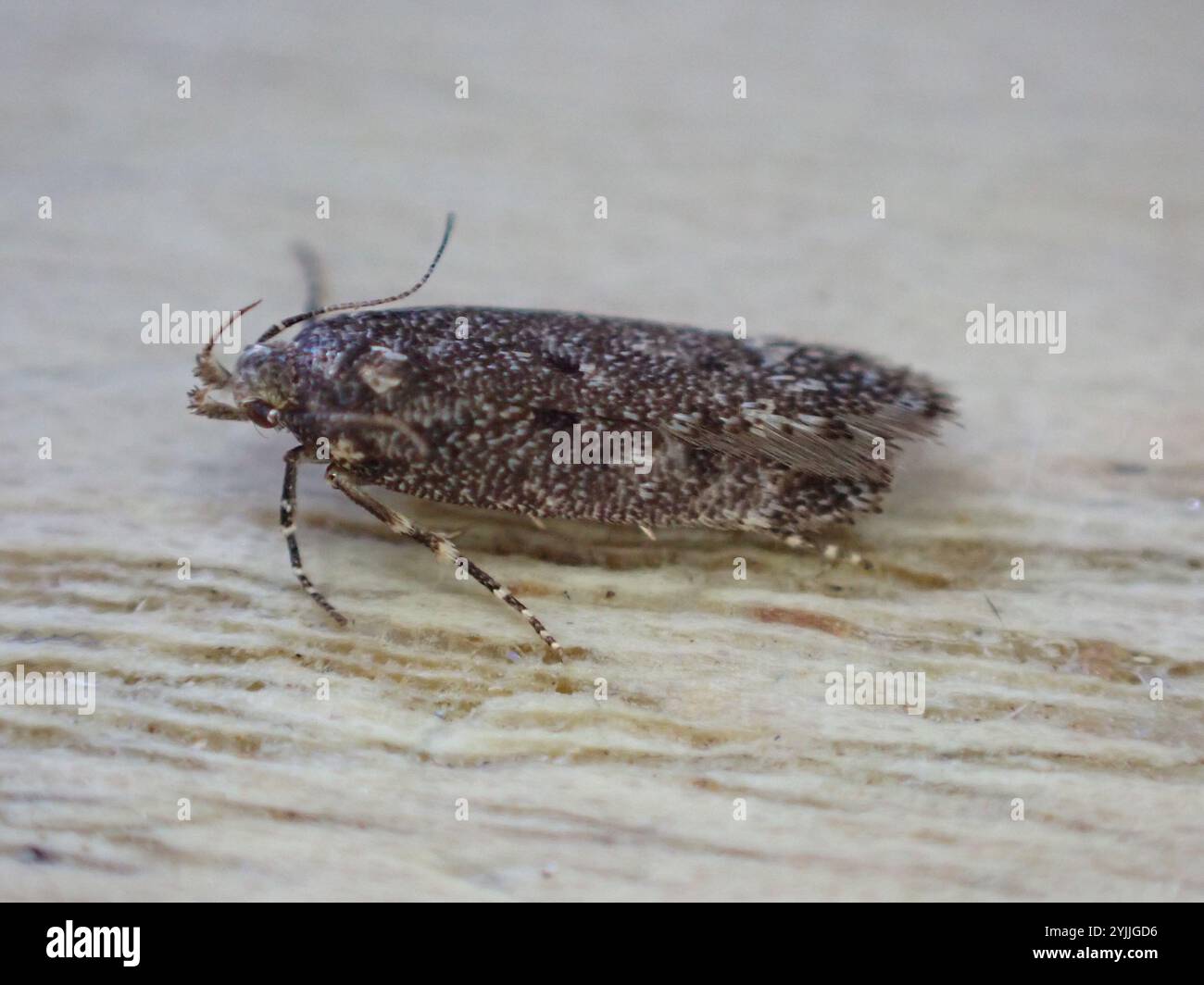 Dark Groundling (Bryotropha affinis Stock Photo - Alamy