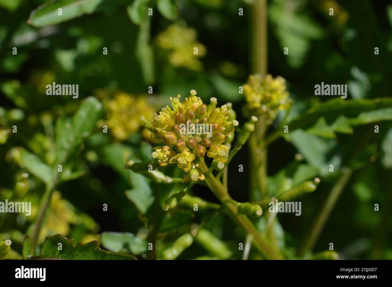 Bog Yellowcress (Rorippa palustris Stock Photo - Alamy