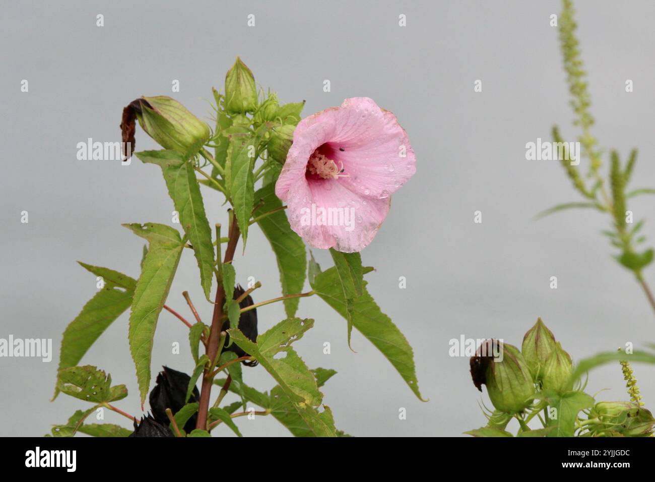 Halberd-leaf Rosemallow (Hibiscus laevis Stock Photo - Alamy