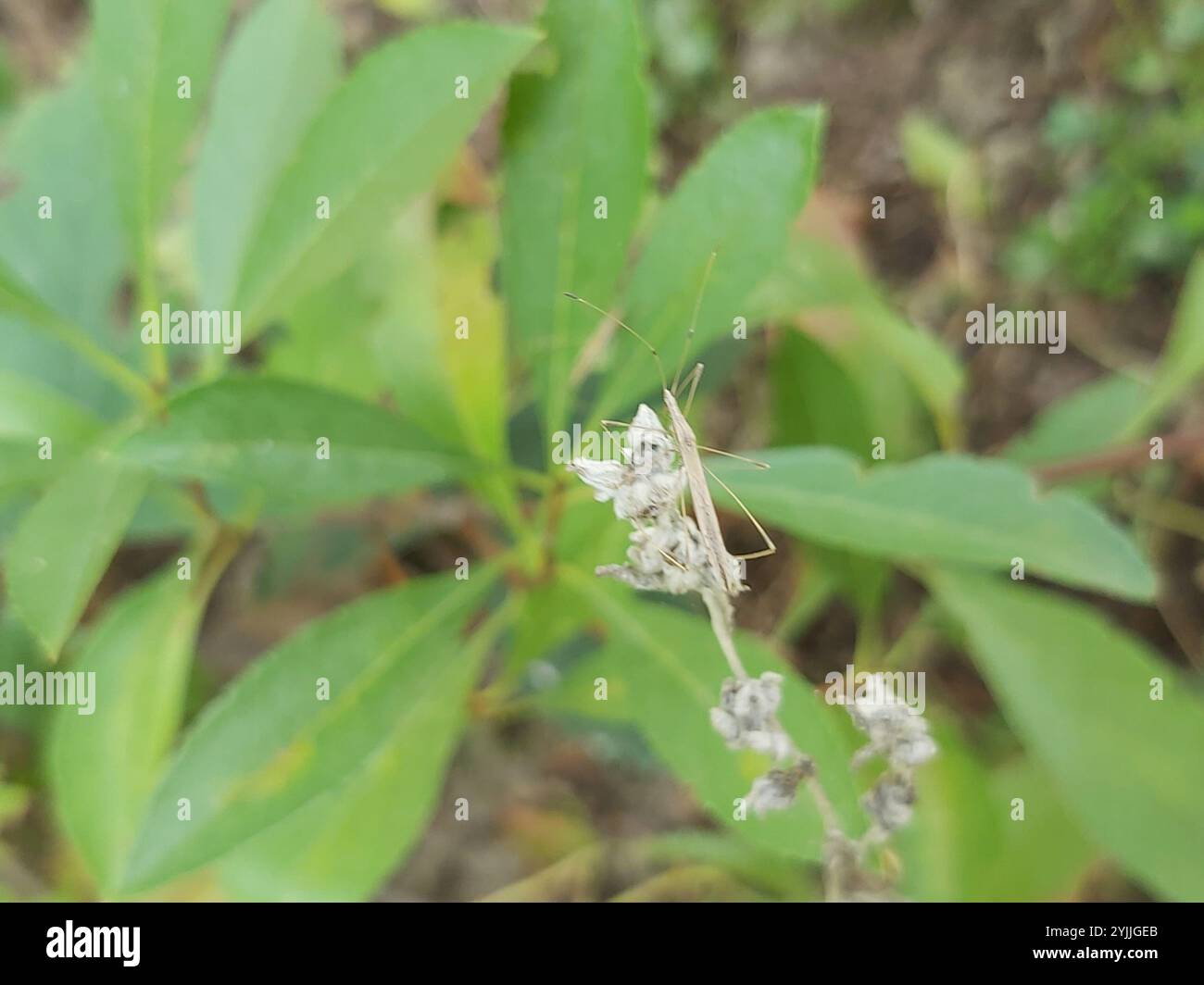 straw stiltbug (Neides tipularius Stock Photo - Alamy