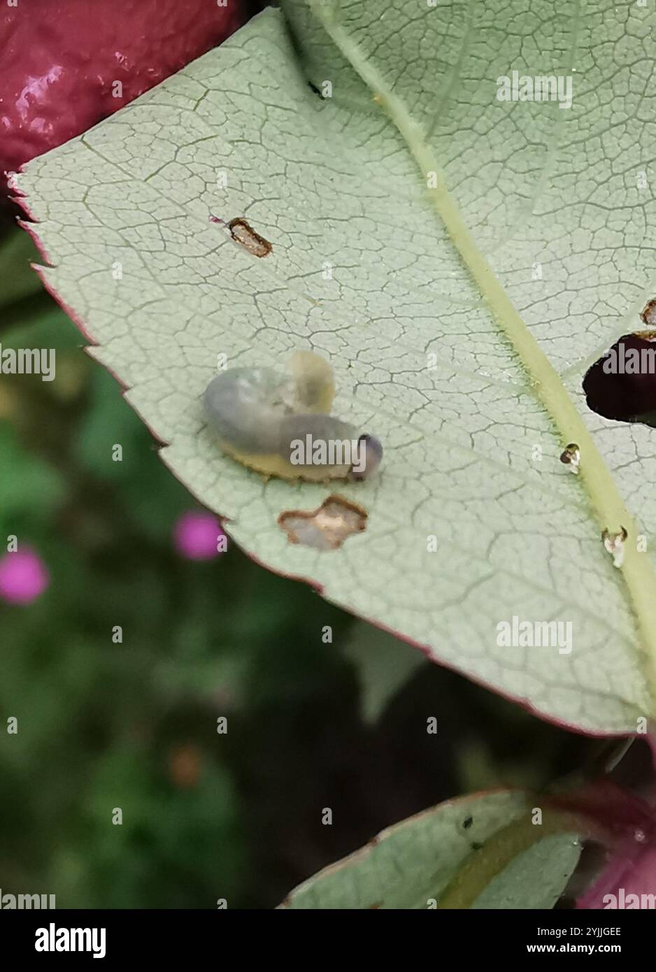 Allantus hi-res stock photography and images - Alamy