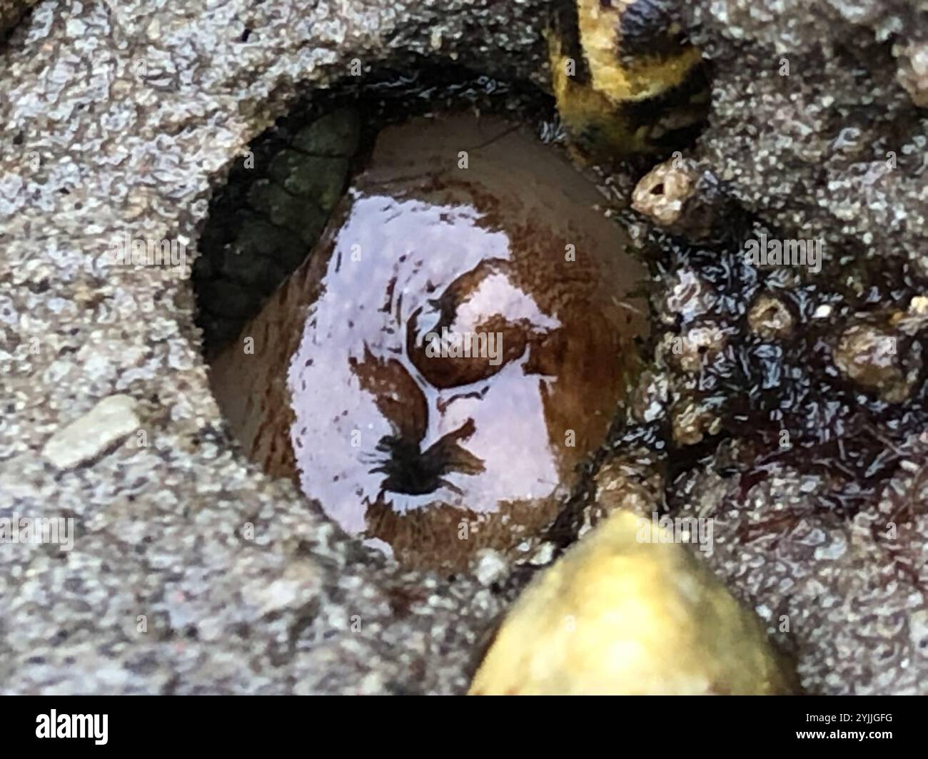 Rough piddock hi-res stock photography and images - Alamy