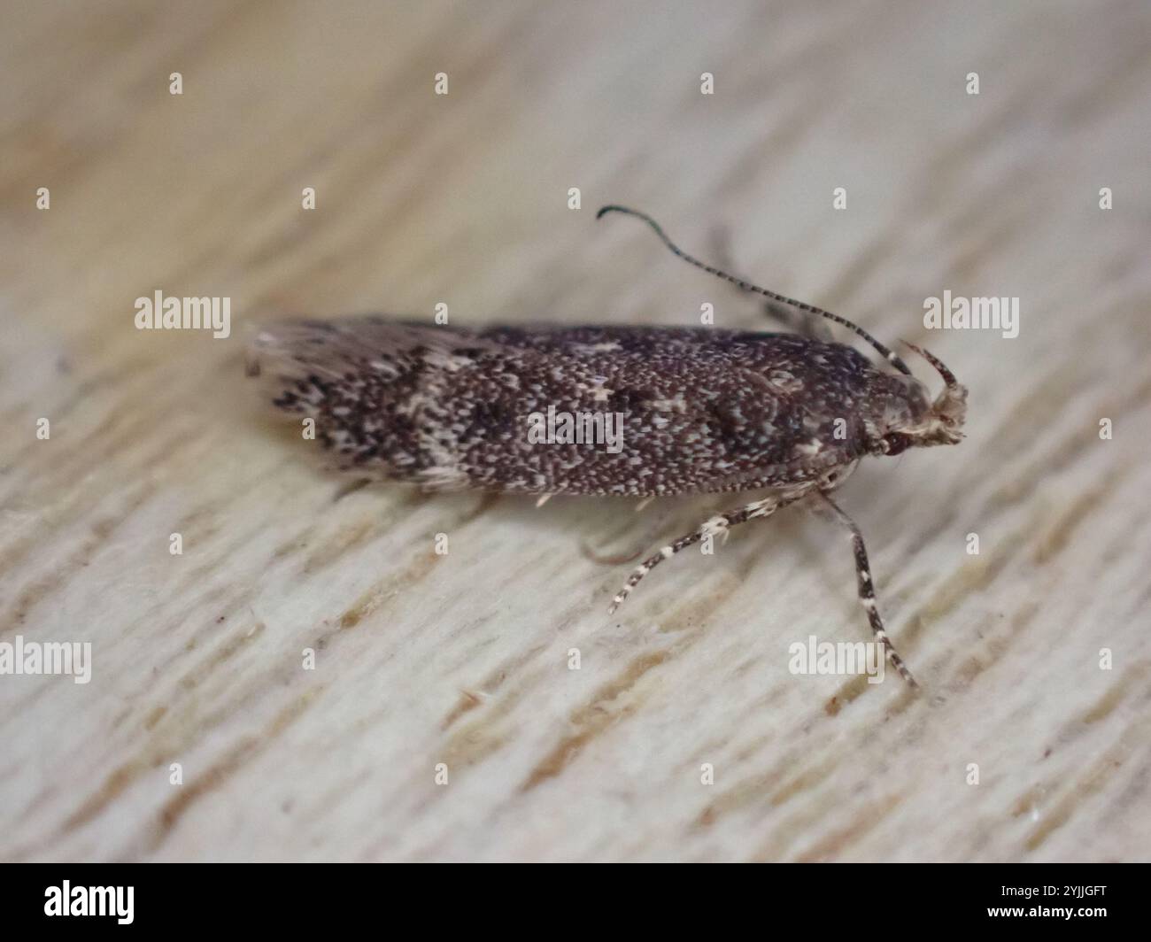 Dark Groundling (Bryotropha affinis Stock Photo - Alamy