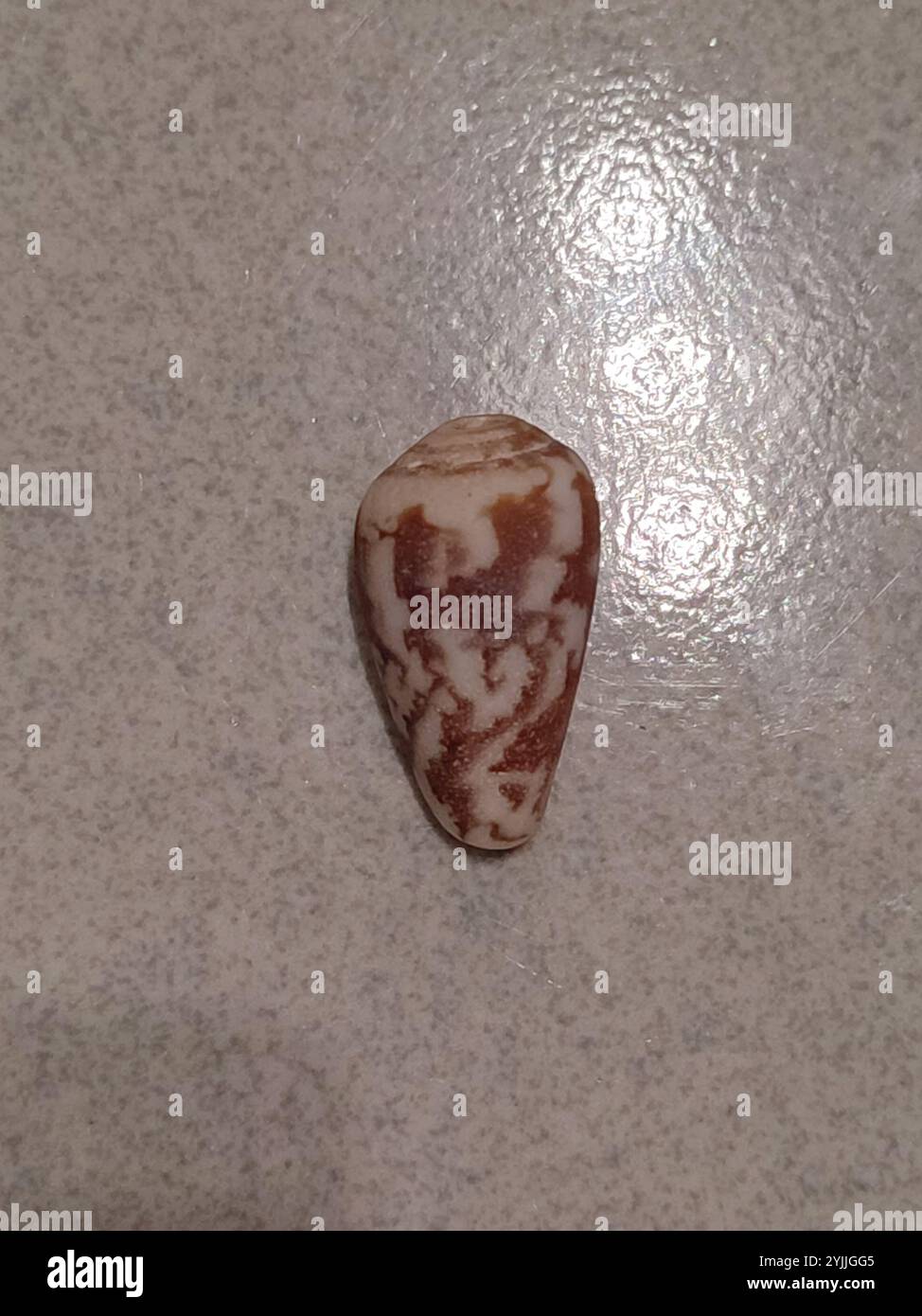 Cone Snails (Conidae Stock Photo - Alamy