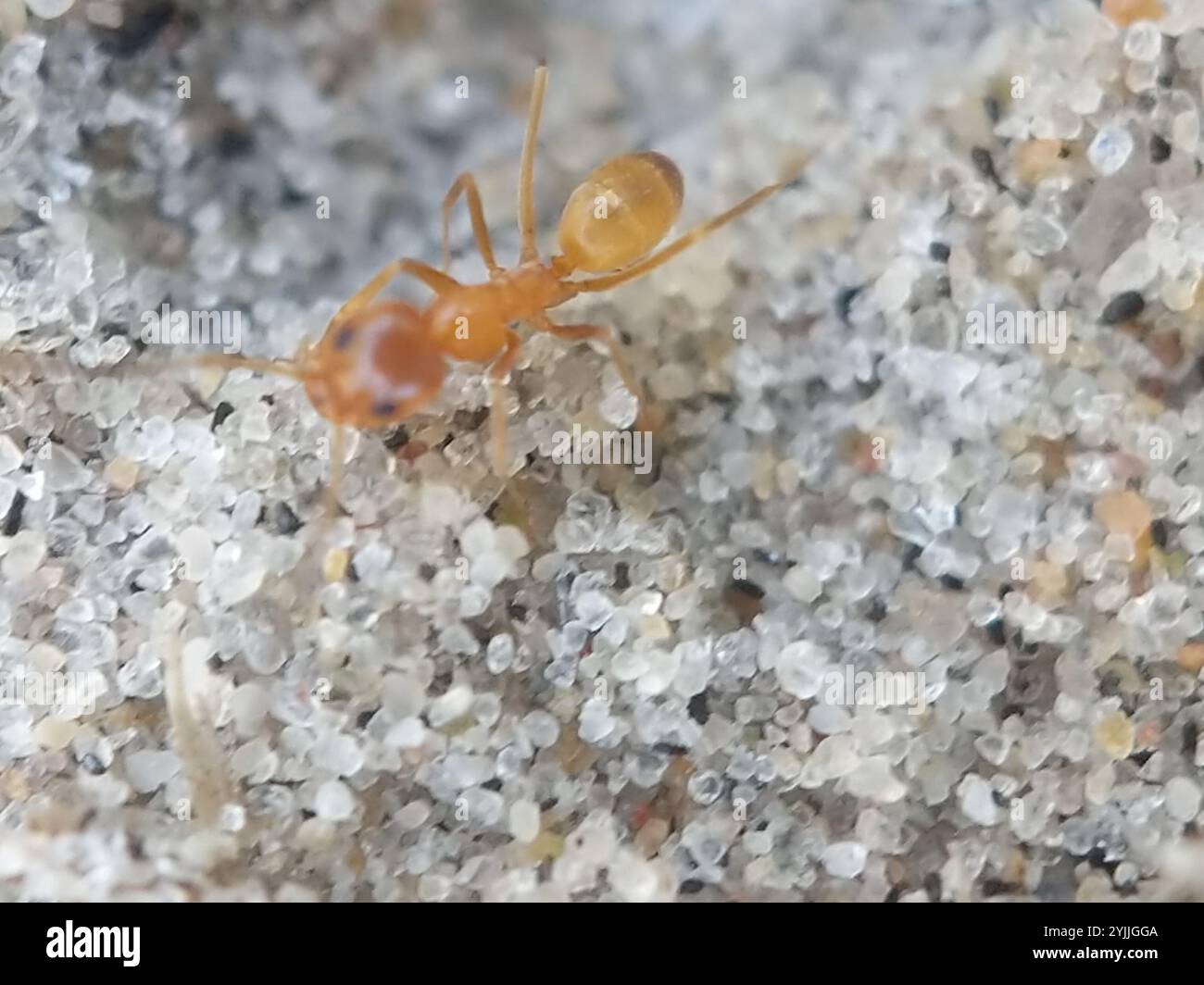 Buren's Pyramid Ant (Dorymyrmex bureni Stock Photo - Alamy